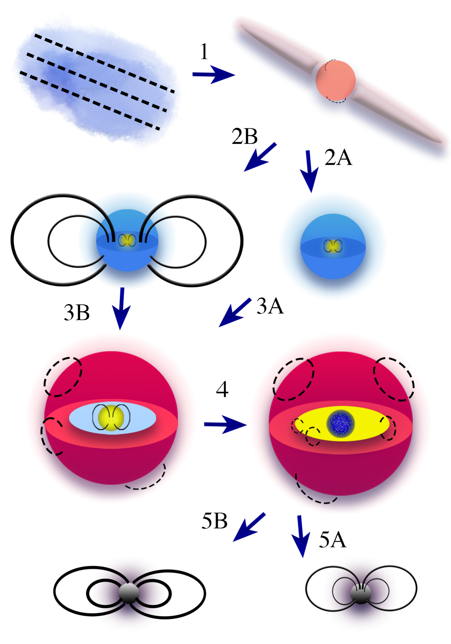 Magnetism in High-Mass Stars｜国立天文台 科学研究部